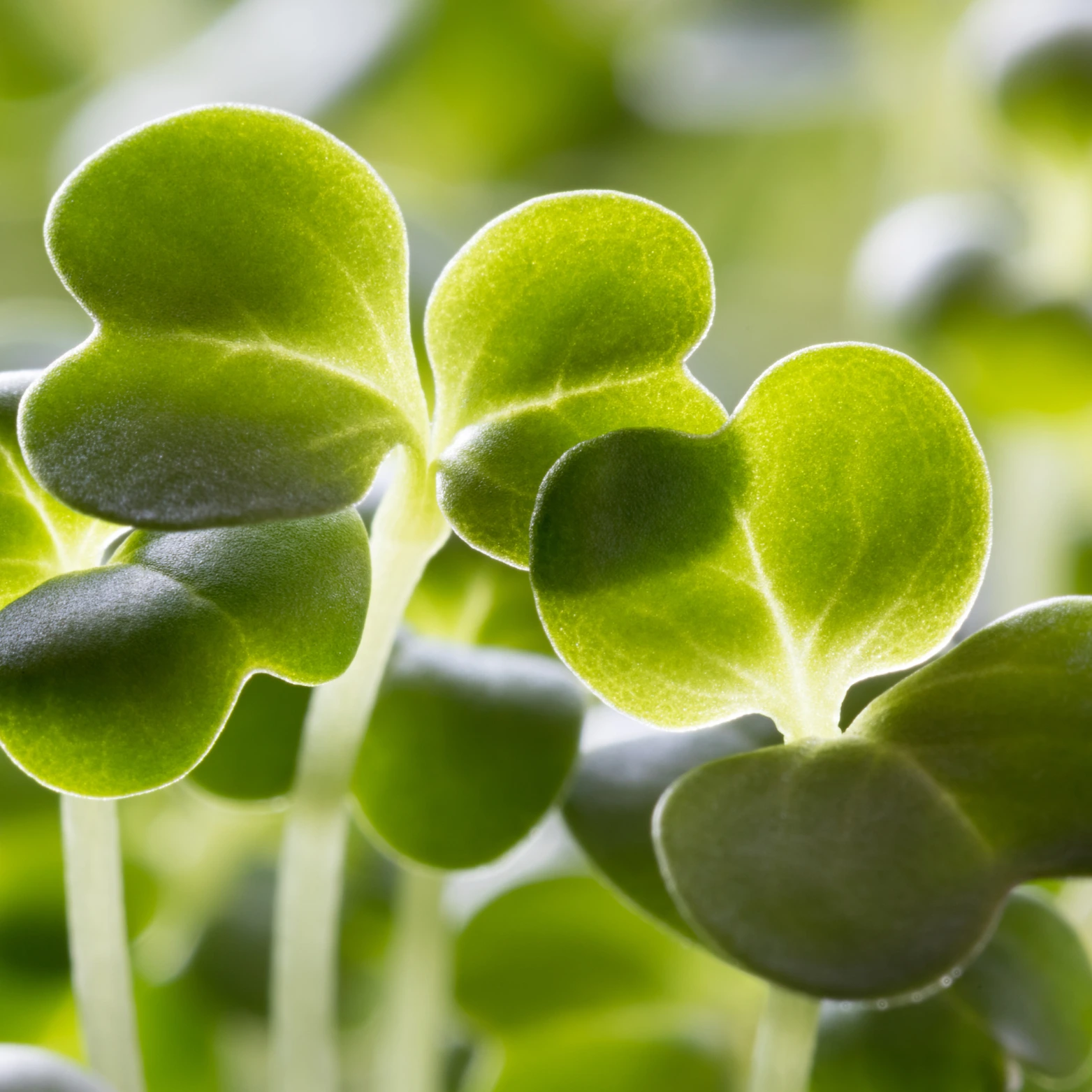 Broccoli Microgreens – Fresh from Cooke County